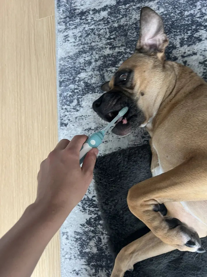 Comparing Top Electric Dog Toothbrushes: What Sets Ours Apart – Better ...