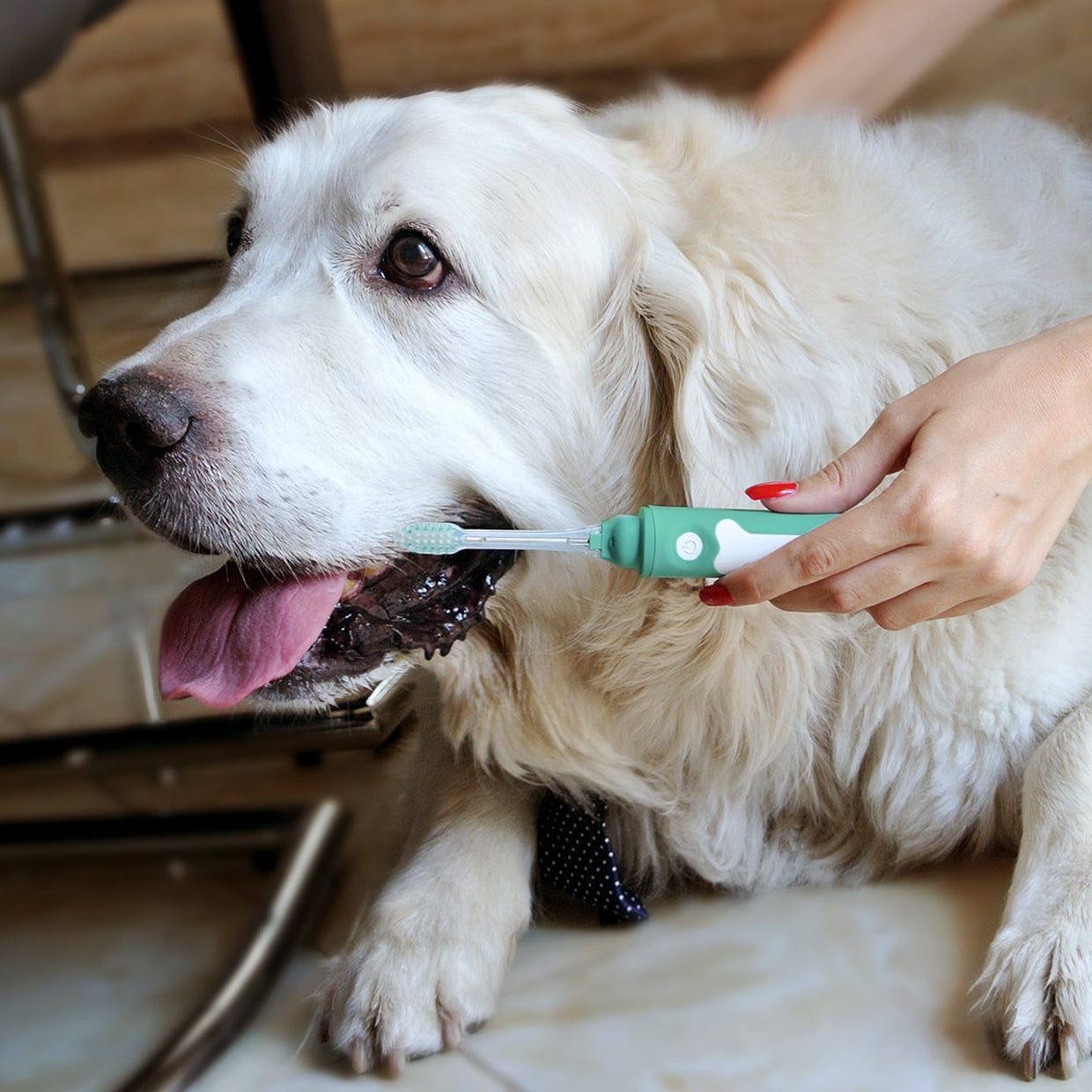 Top Dog Dental Chew Toys That Keep Your Pet’s Teeth Clean – Better & Better